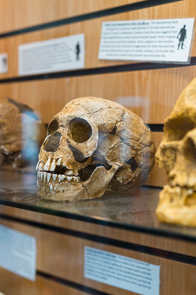 Scimitar-toothed Cat | 200 years since discovery