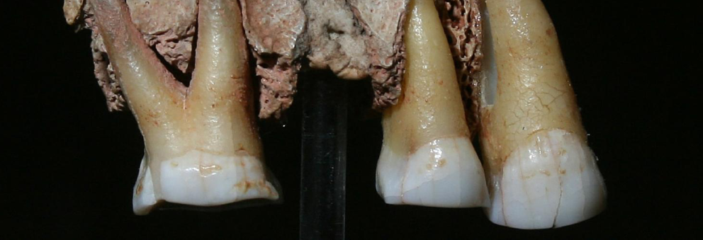 Three Human Species at Kents Cavern | Evolution of Humanity