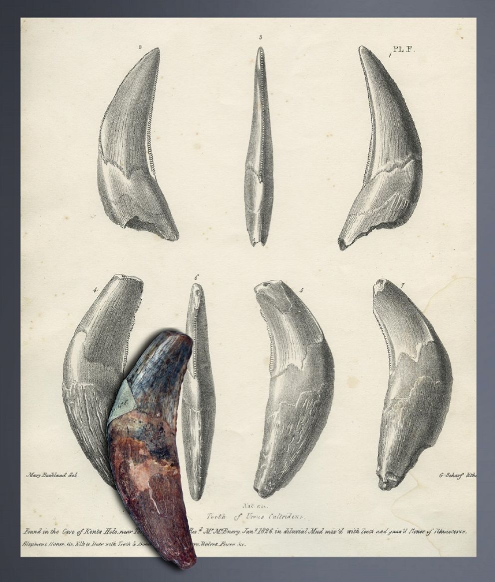 Scimitar-toothed Cat | 200 years since discovery